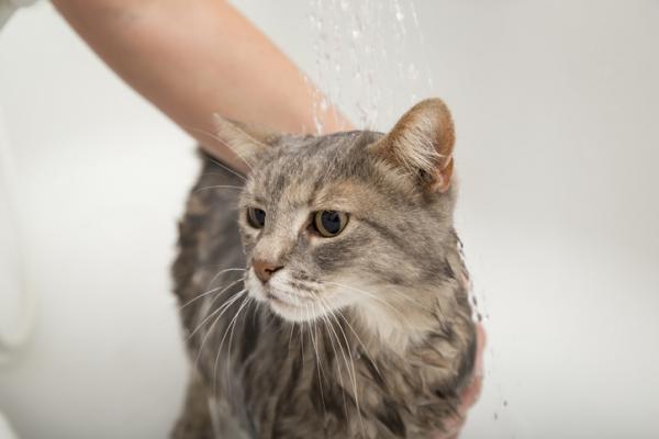 How to Bathe a Cat With Fleas - The Cop Cart
