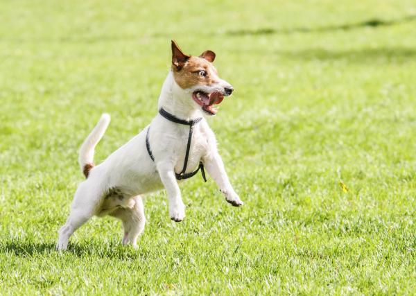 How to Train my Dog to Walk Without a Leash - The Cop Cart