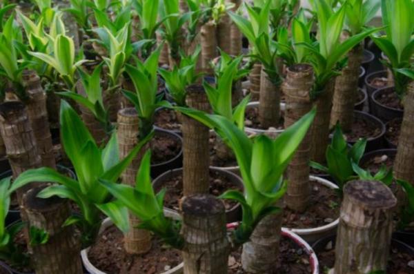 How to Prune a Brazilian Trunk - The Cop Cart