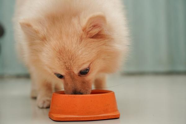 Best Food For Dogs With Digestive Problems The Cop Cart best-food-for-dogs-with-digestive-problems-the-cop-cart